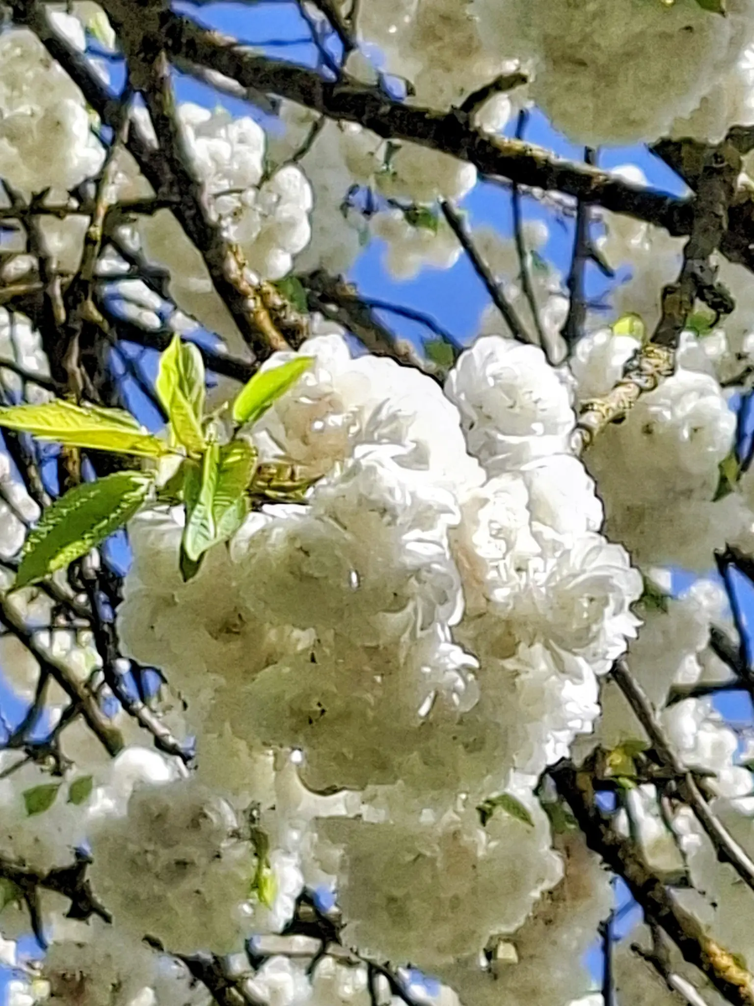 The Good News – The Happy Quitter!